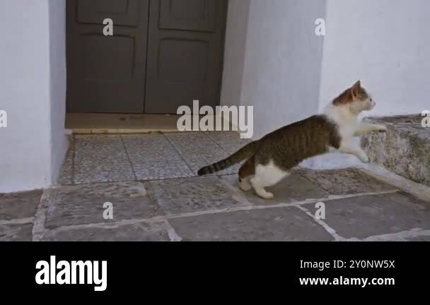 A cat wanders through the charming, stone-paved streets of alberobello, italy, showcasing the ...