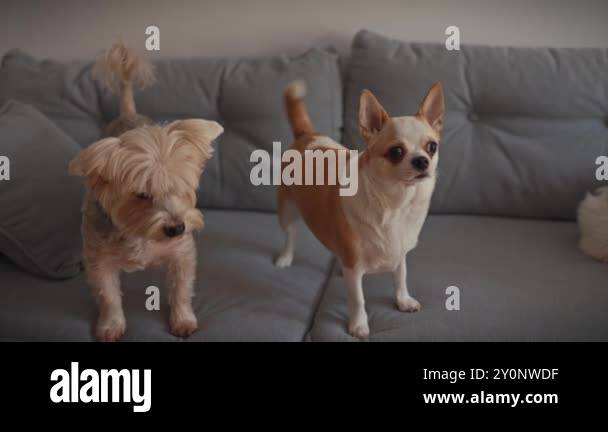 Two small dogs gray Stock Videos & Footage - HD and 4K Video Clips - Alamy