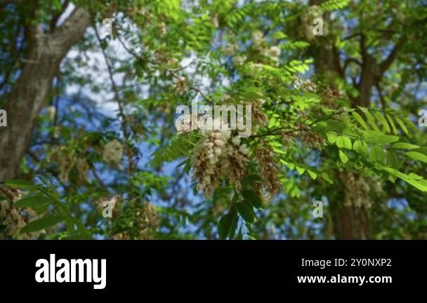 Flowering black locust tree Stock Videos & Footage - HD and 4K Video ...
