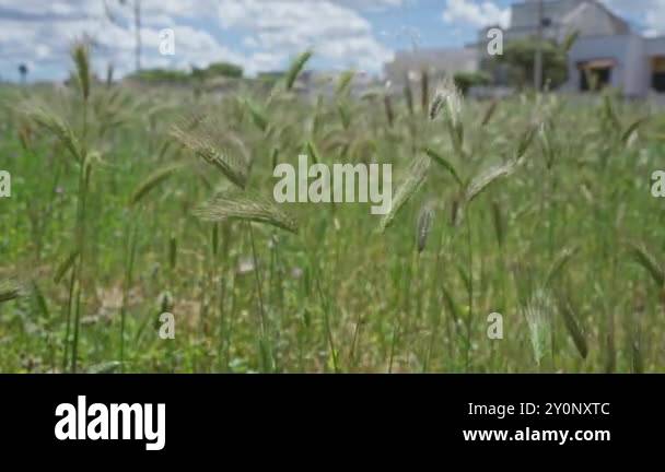 Green foxtail Stock Videos & Footage - HD and 4K Video Clips - Alamy