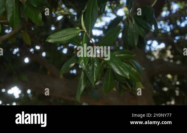 A close-up of the green leaves of the magnolia grandiflora, commonly ...
