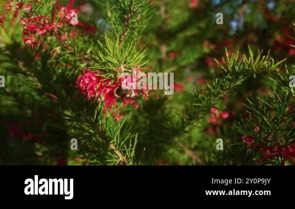 Grevillea in bloom Stock Videos & Footage - HD and 4K Video Clips - Alamy
