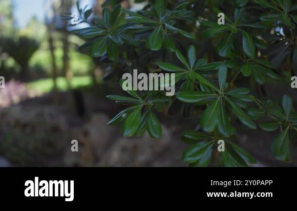 Umbrella tree Stock Videos & Footage - HD and 4K Video Clips - Alamy
