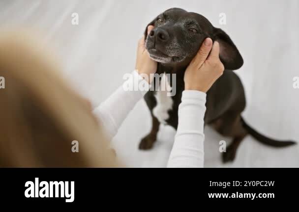 Black labrador in home Stock Videos & Footage - HD and 4K Video Clips ...