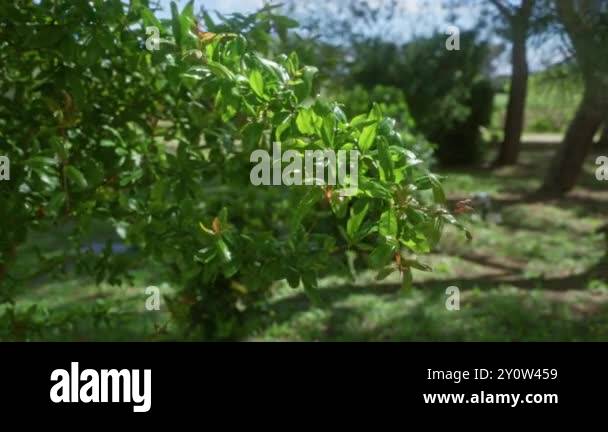 Punica granatum leaves Stock Videos & Footage - HD and 4K Video Clips ...