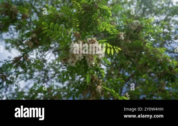 Close-up of blooming black locust flowers, also known as robinia ...