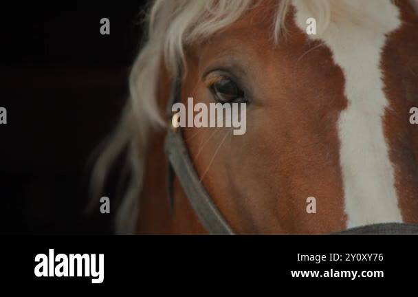 Long white eyelashes Stock Videos & Footage - HD and 4K Video Clips - Alamy