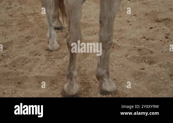 Rider horse back sitting back Stock Videos & Footage - HD and 4K Video ...