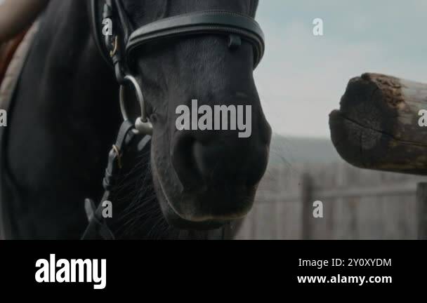 Horse muzzle bridle bit Stock Videos & Footage - HD and 4K Video Clips ...