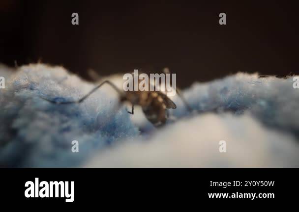 Insect showcases Stock Videos & Footage - HD and 4K Video Clips - Alamy