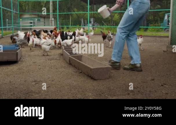 Full shot of young female farmer wearing jeans pouring chicken feed ...