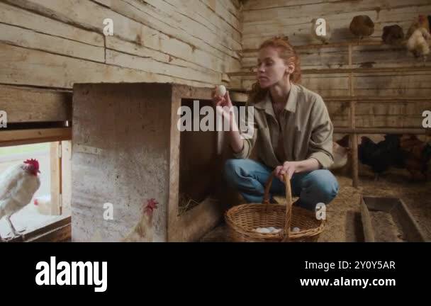 Curly hen Stock Videos & Footage - HD and 4K Video Clips - Alamy