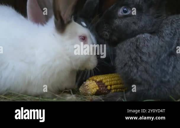 Family of rabbits of different colors are eating corn cob. Rabbit ...