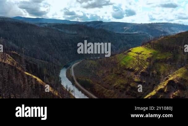 Narrow pine tree trunks Stock Videos & Footage - HD and 4K Video Clips ...