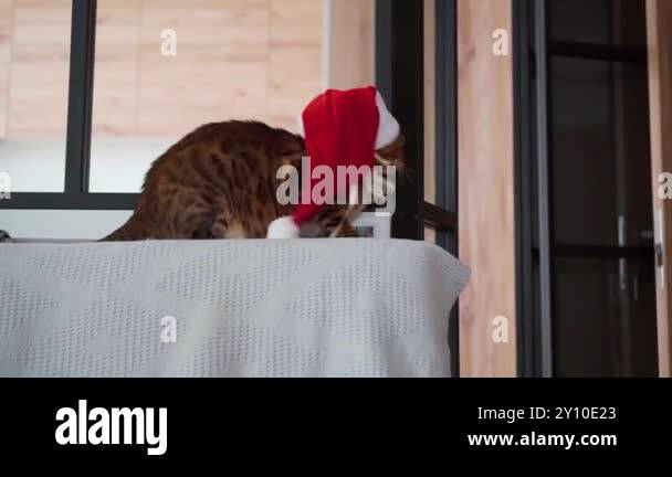 Canine grin Stock Videos & Footage - HD and 4K Video Clips - Alamy