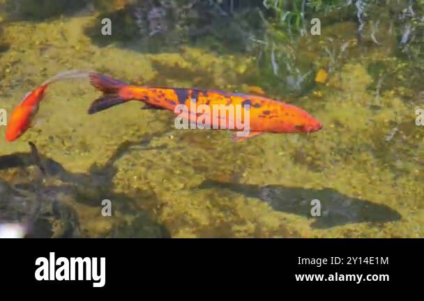 Orange fish with black spots Stock Videos & Footage - HD and 4K Video ...