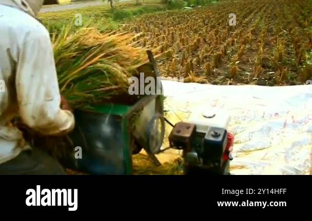 harvesting rice with the traditional machine in the southeast Indonesia ...