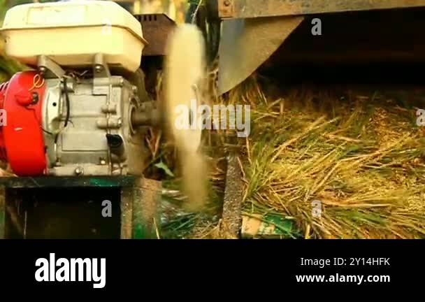 harvesting rice with the traditional machine in the southeast Indonesia ...