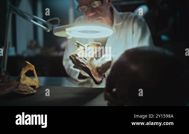 Senior archaeologist takes measurements of fossil bones using measuring ...