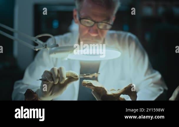 Senior archaeologist takes measurements of fossil bone using ...