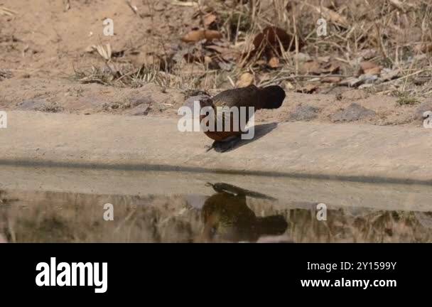 A female Jungle fowl drinking water from a waterbodies inside ...