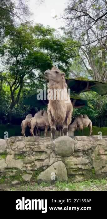 Bactrian camel camelus bactrianus large Stock Videos & Footage - HD and ...