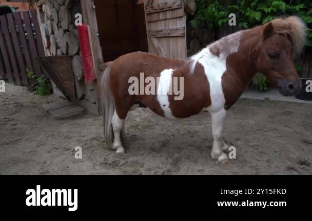Miniature horse hoof Stock Videos & Footage - HD and 4K Video Clips - Alamy