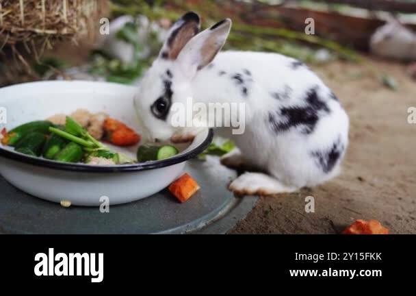 White spot rabbit Stock Videos & Footage - HD and 4K Video Clips - Alamy