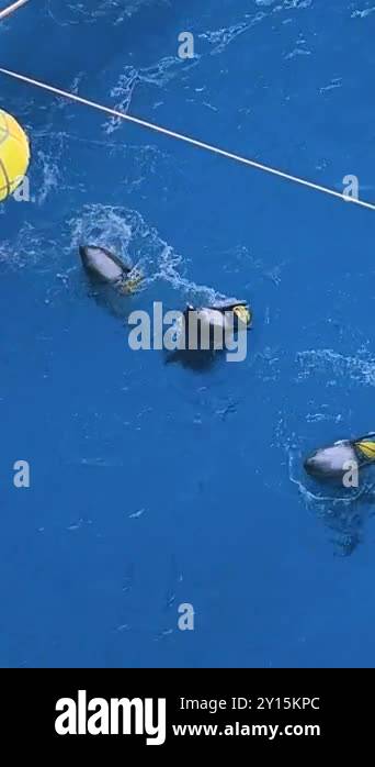 Carrying balls Stock Videos & Footage - HD and 4K Video Clips - Alamy