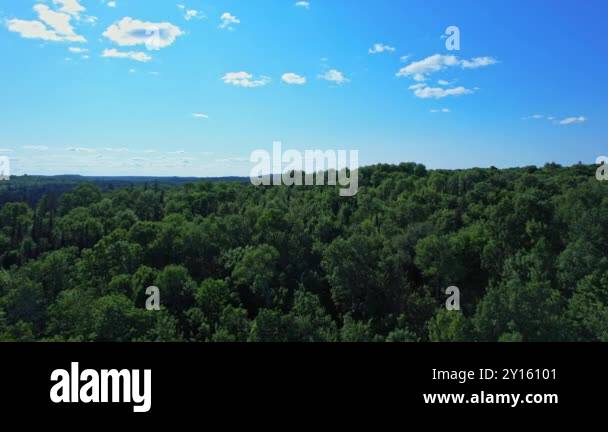 Revealing and flying over greenery forest vegetation at Algonquin near ...