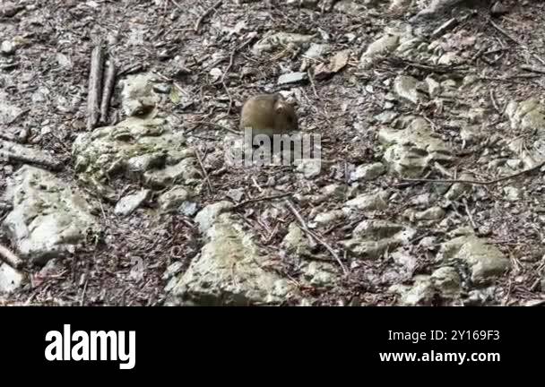 Field mouse foraging Stock Videos & Footage - HD and 4K Video Clips - Alamy