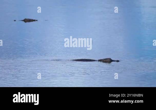 Native south american fauna Stock Videos & Footage - HD and 4K Video ...