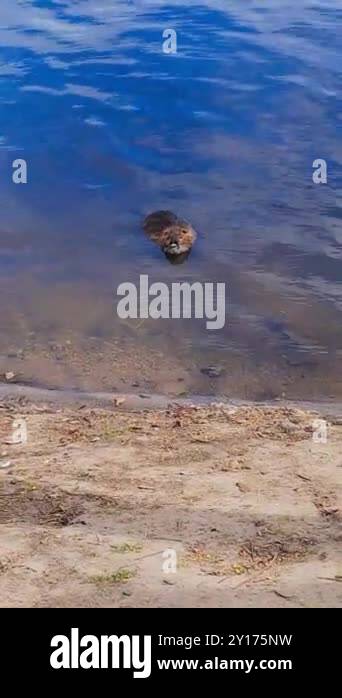 One nutria is swimming in water. An adult myocastor coypu swims, an ...