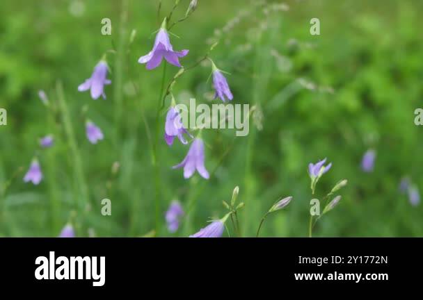 Bell shaped structure Stock Videos & Footage - HD and 4K Video Clips ...