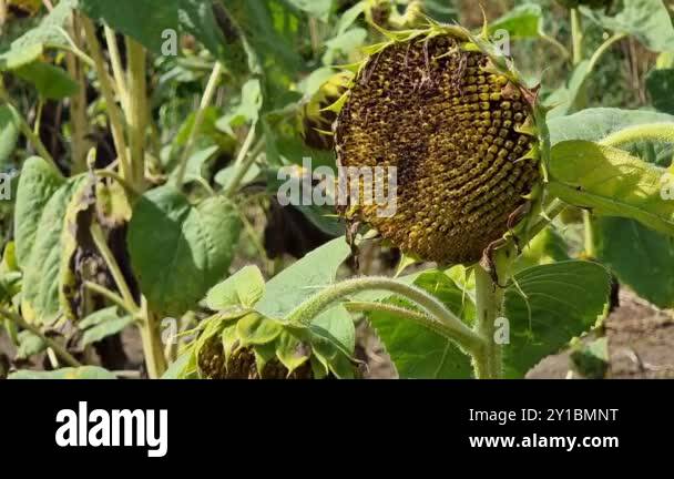 The video shows a wilted sunflower with dried petals and seeds. The ...