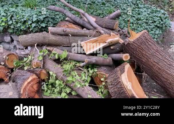 Stump from cut hornbeam Stock Videos & Footage - HD and 4K Video Clips ...