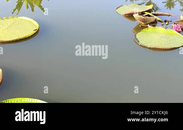 Panning 4K footage of a Victoria Amazonica in a pond at botanical ...