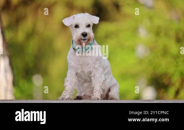 Zwerg schnauzer Stock Videos & Footage - HD and 4K Video Clips - Alamy