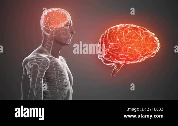 Human brain and spinal cord anatomy animation over transparent body ...
