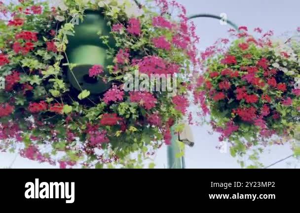Hanging basket pink geraniums Stock Videos & Footage - HD and 4K Video ...
