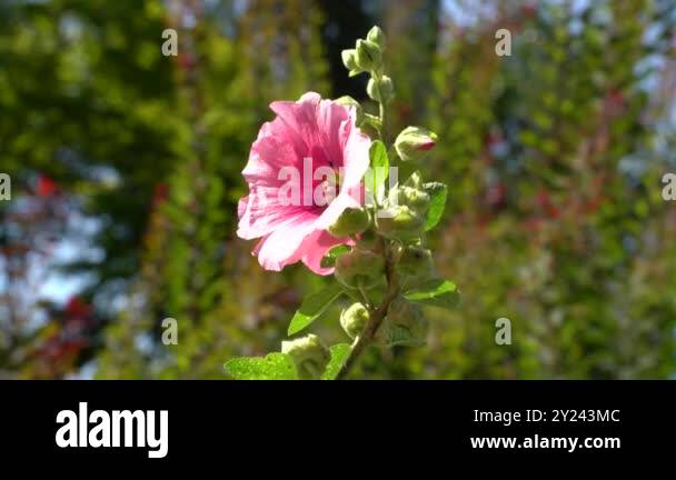 Single rosa pink flower moving in the wind in a green garden. Beautiful ...