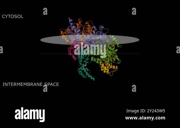 Human mitochondrial AAA protein ATAD1 in complex with a peptide ...