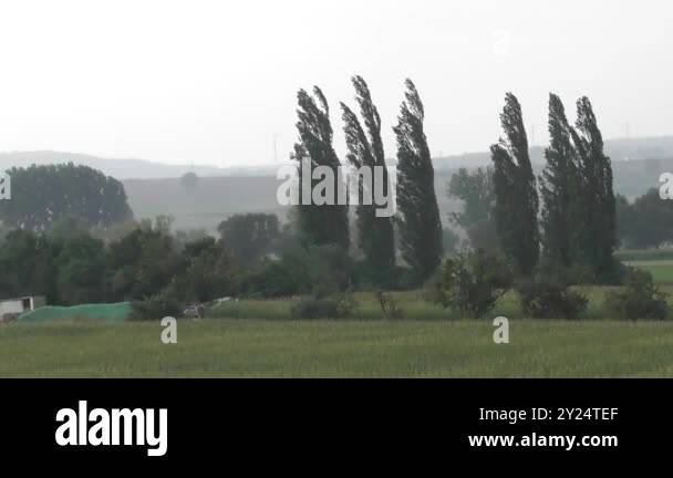 Wind beaten trees Stock Videos & Footage - HD and 4K Video Clips - Alamy