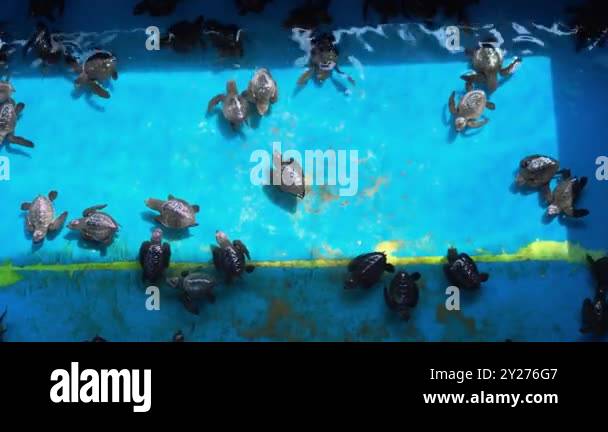 Baby sea turtles in a temporary pool after hatching from eggs and ...
