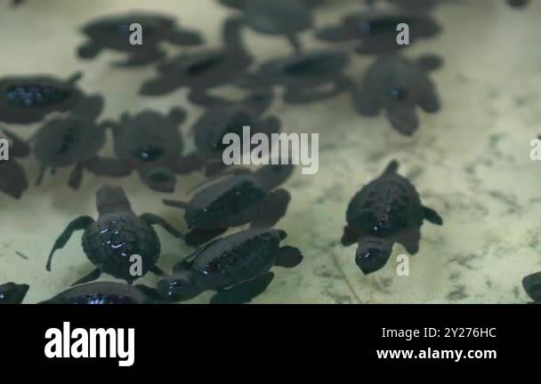 Baby sea turtles in a temporary pool after hatching from eggs and ...