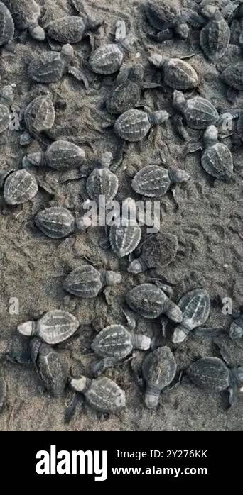 Sea turtles hatching eggs Stock Videos & Footage - HD and 4K Video ...