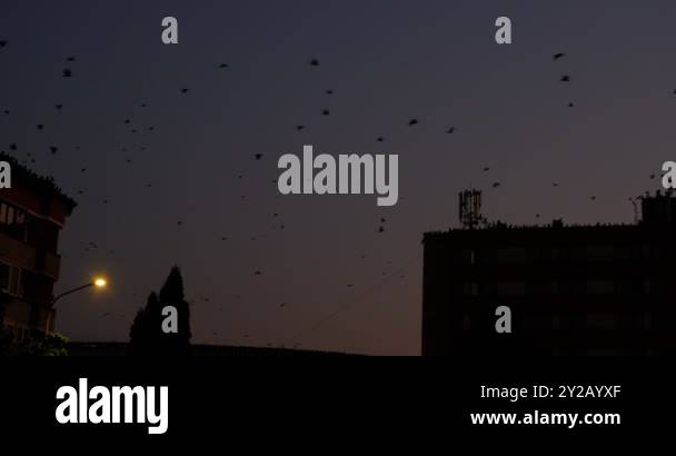 Groups crows in flight sunset Stock Videos & Footage - HD and 4K Video ...