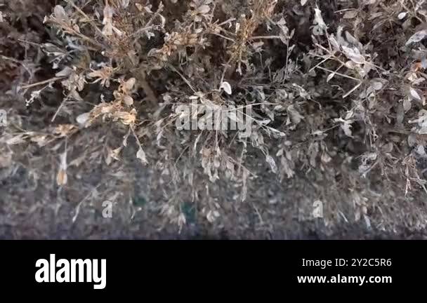 Dried boxwood bush in garden. caterpillar of box tree moth completely ...