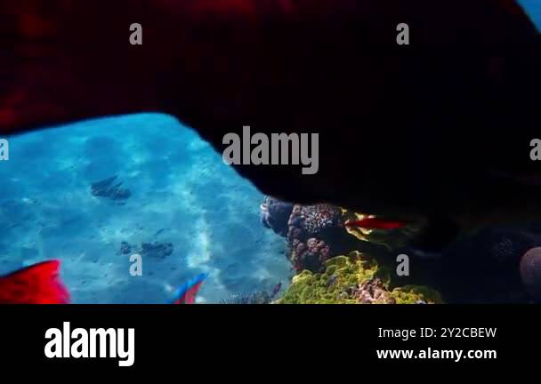 Heavy-beak Parrotfish - Chlorurus gibbus has teeth resembling parrot ...