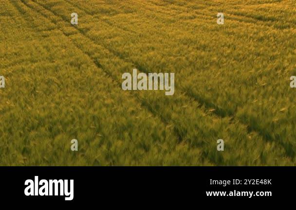 AERIAL: Endless field of golden wheat, illuminated by the light of ...